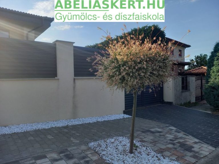 Akció - Abéliáskert gyümölcs és díszfaiskola - Kertészet Szeged