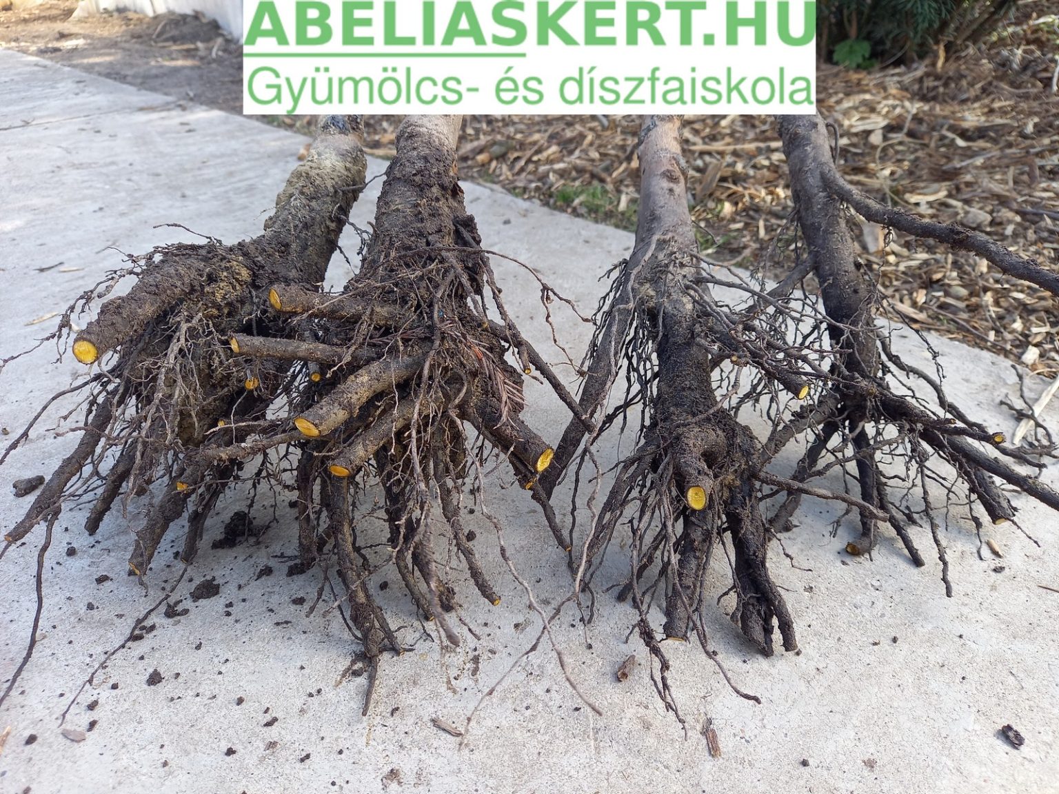 datolyaszilva csemete Archívum - Abéliáskert gyümölcs és díszfaiskola ...