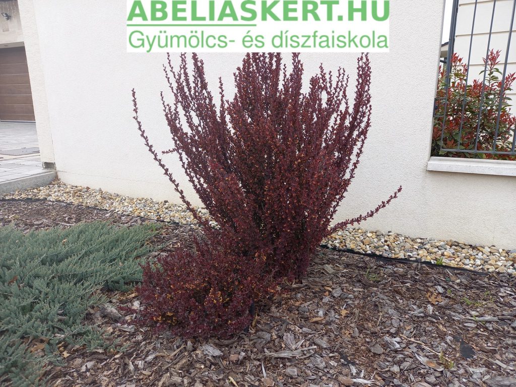 örökzöld bokrok Archívum - Abéliáskert gyümölcs és díszfaiskola ...