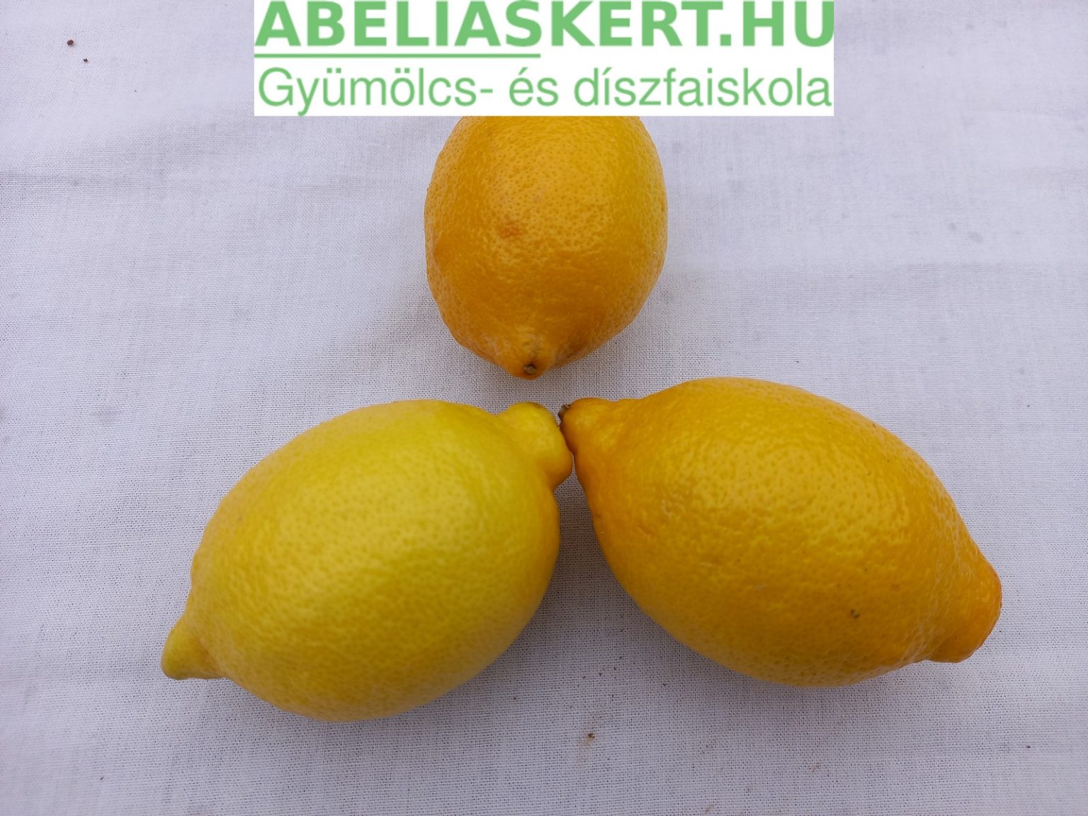 citromfa eladó Abéliáskert gyümölcs és díszfaiskola - Kertészet Szeged