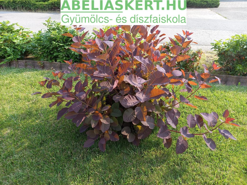 örökzöld bokrok Archívum - Abéliáskert gyümölcs és díszfaiskola ...