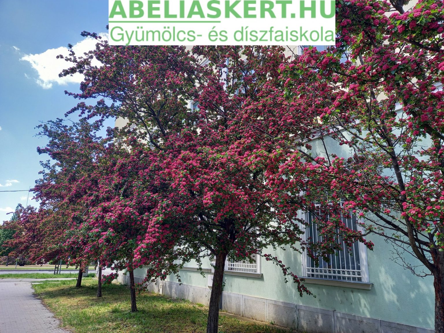 Díszfa, magnólia Archívum - Abéliáskert gyümölcs és díszfaiskola ...