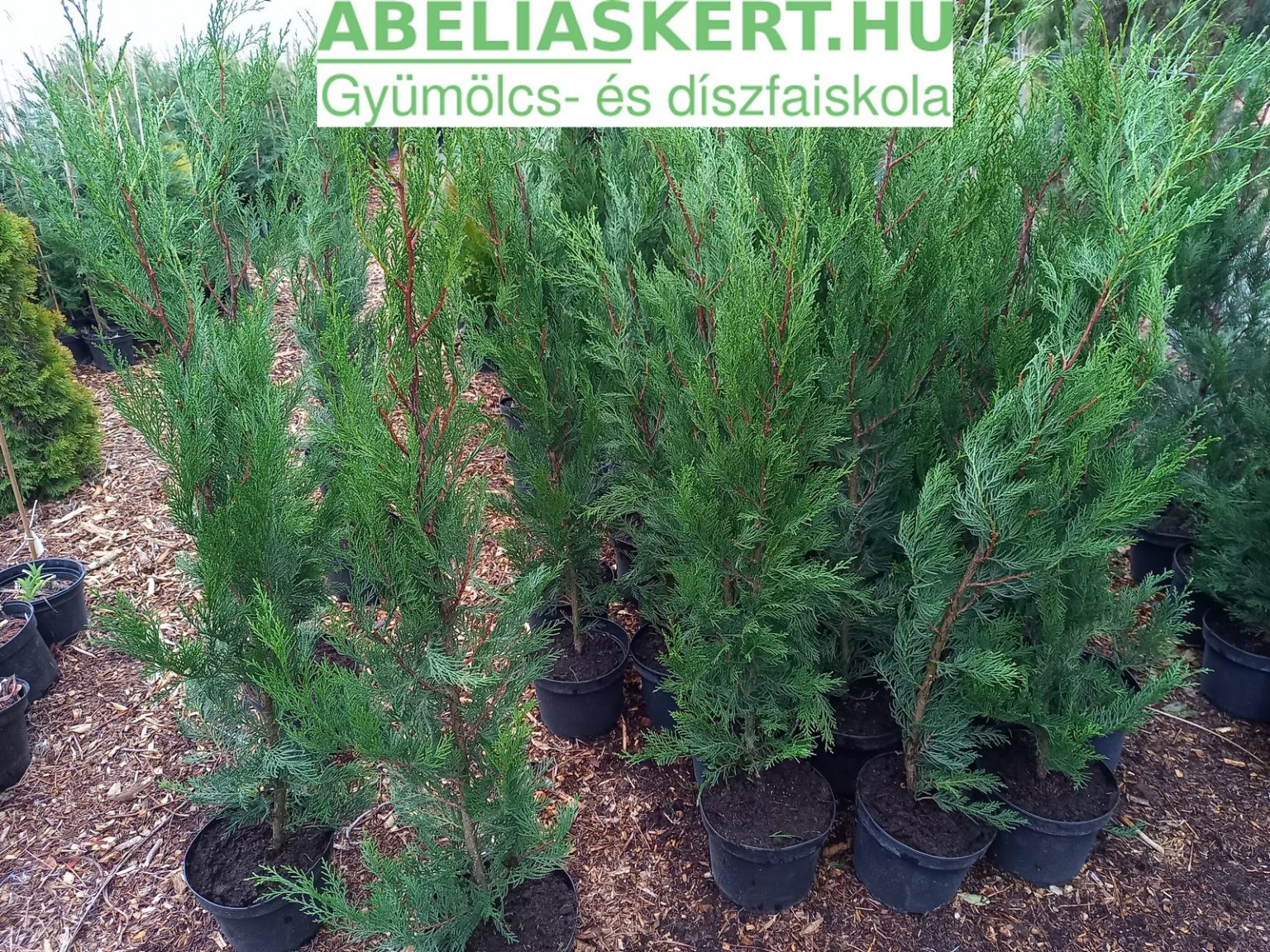 Leyland ciprus örökzöld sövény - Abéliáskert gyümölcs és díszfaiskola ...