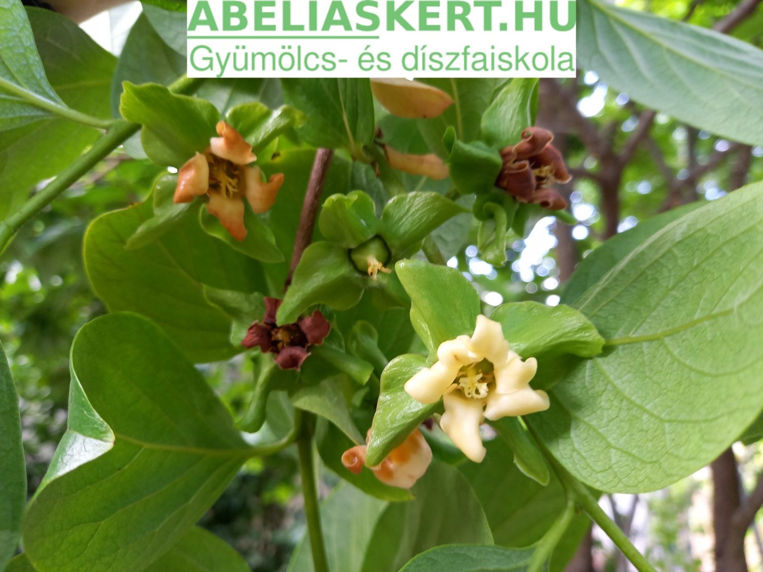 datolyaszilva fa ára Abéliáskert gyümölcs és díszfaiskola - Kertészet ...