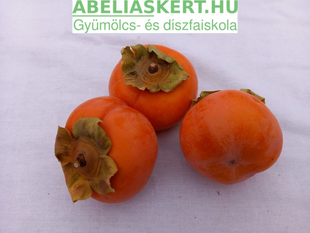 elado datolyaszilva fa Abéliáskert gyümölcs és díszfaiskola - Kertészet ...