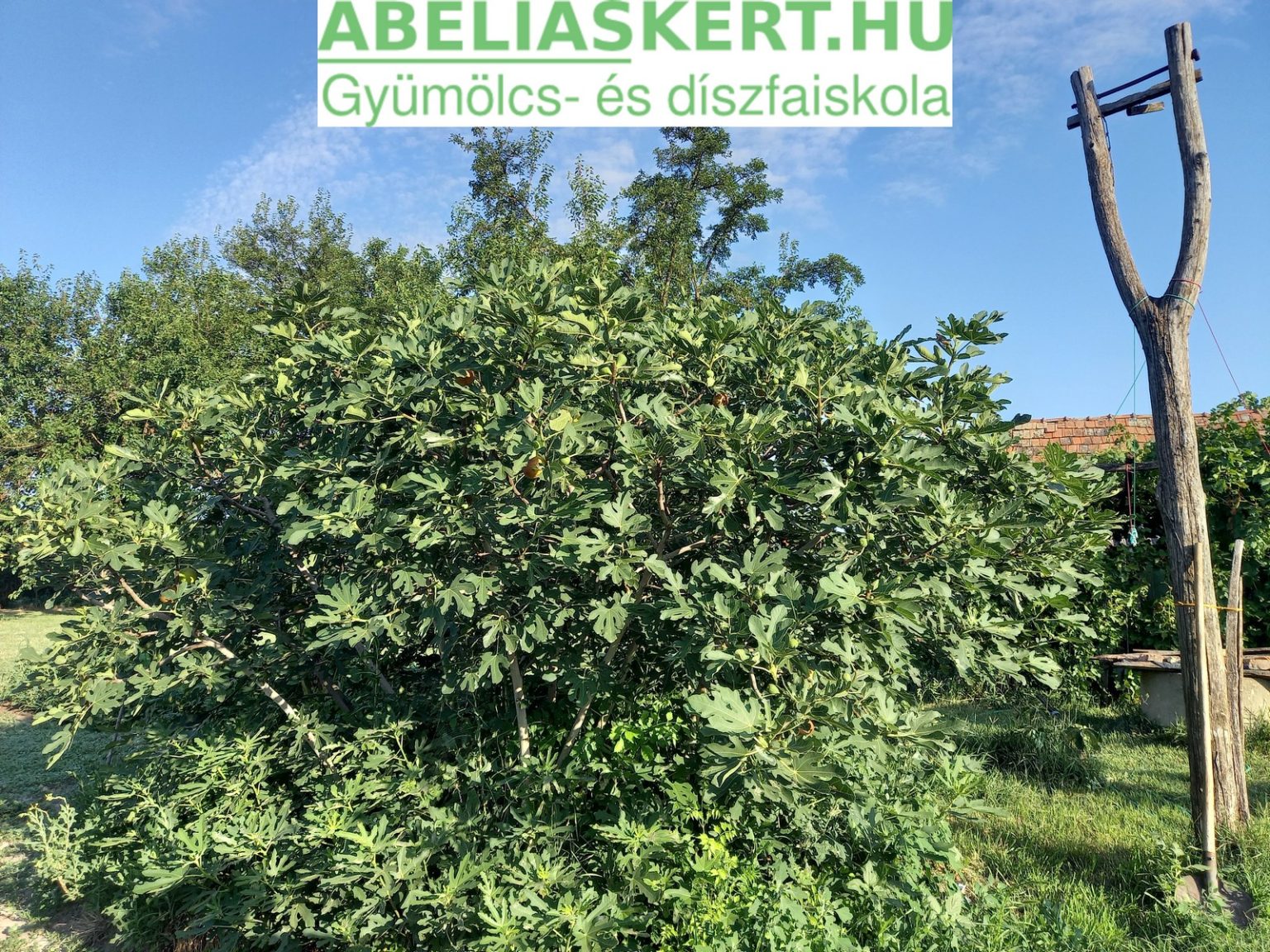 fügefa csemete Abéliáskert gyümölcs és díszfaiskola - Kertészet Szeged