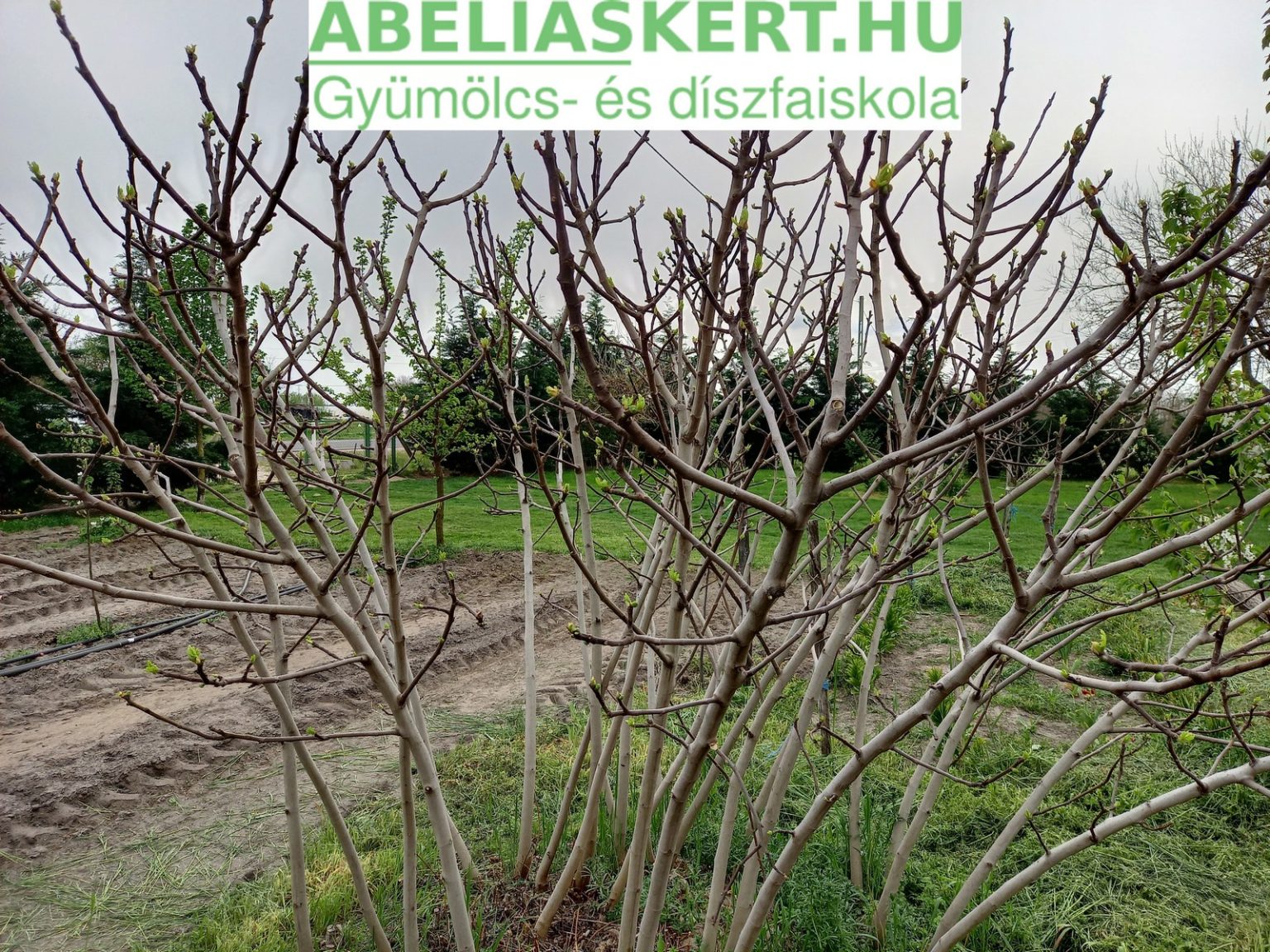 fügefa csemete Abéliáskert gyümölcs és díszfaiskola - Kertészet Szeged