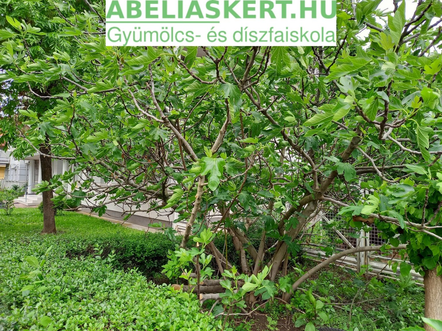 fügefa csemete Abéliáskert gyümölcs és díszfaiskola - Kertészet Szeged