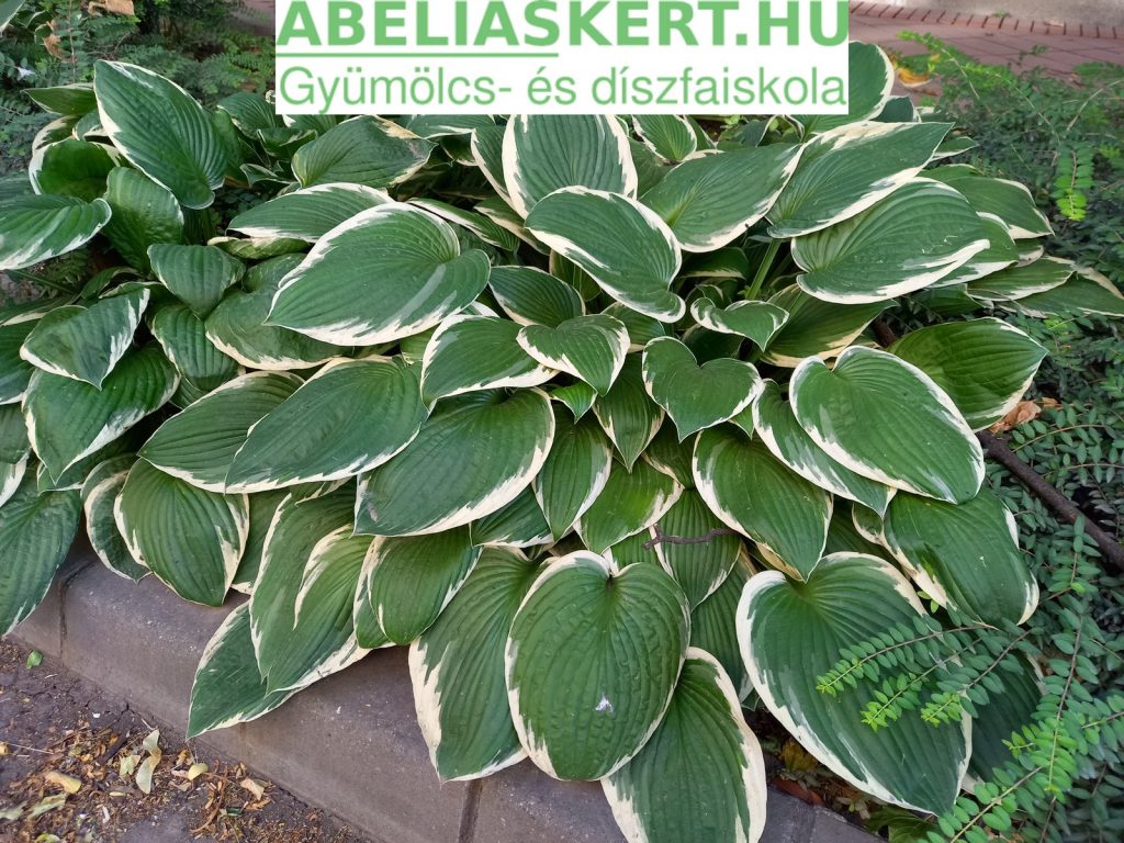 Díszfű évelő virág Archívum - Abéliáskert gyümölcs és díszfaiskola ...