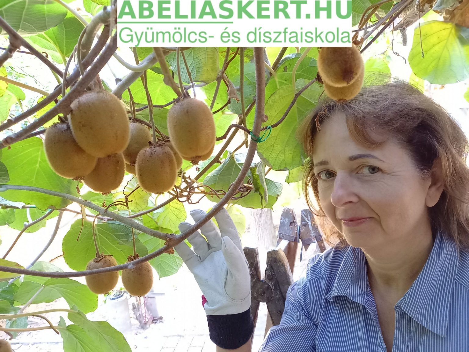 hayward-kiwi-arch-vum-ab-li-skert-gy-m-lcs-s-d-szfaiskola