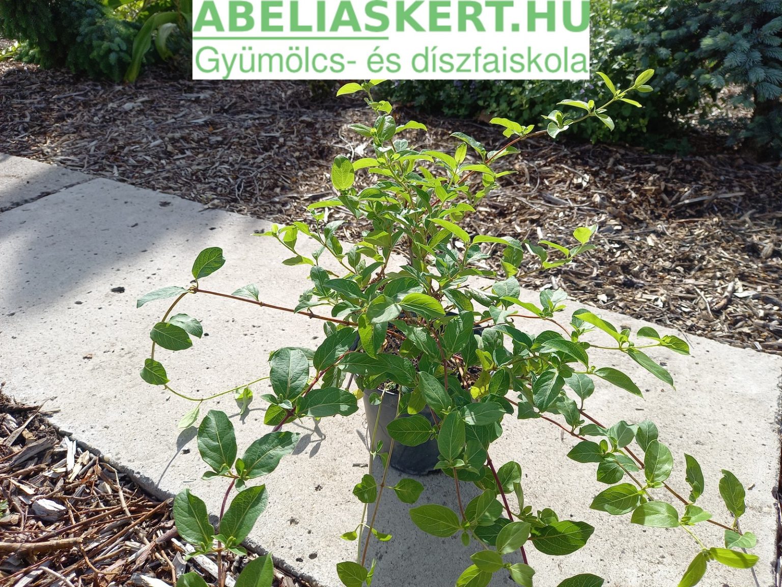 Hortenzia fajták Archívum - Abéliáskert gyümölcs és díszfaiskola ...