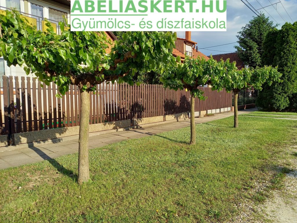 csüngő eperfa Abéliáskert gyümölcs és díszfaiskola - Kertészet Szeged