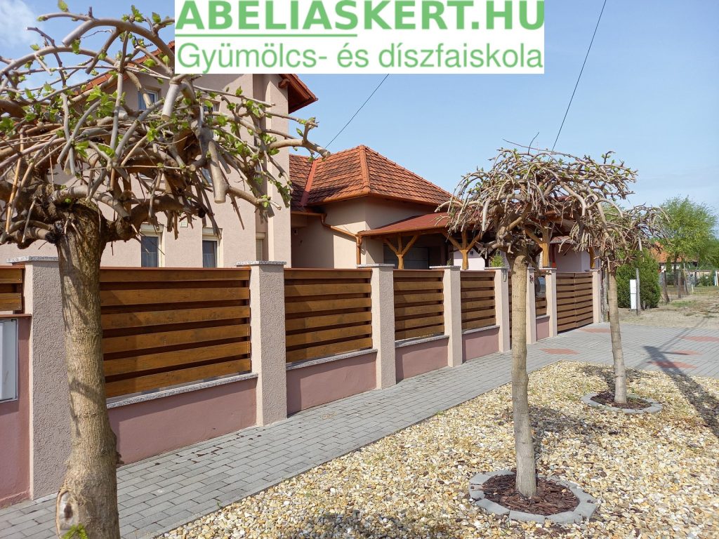 csüngő eperfa Abéliáskert gyümölcs és díszfaiskola - Kertészet Szeged