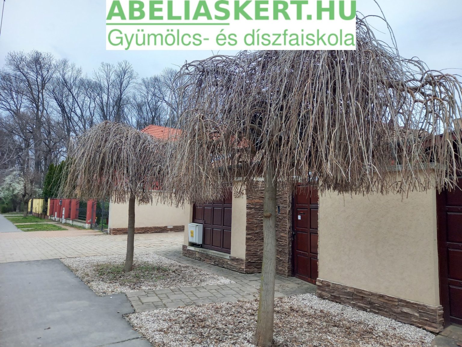 csüngő eperfa Abéliáskert gyümölcs és díszfaiskola - Kertészet Szeged