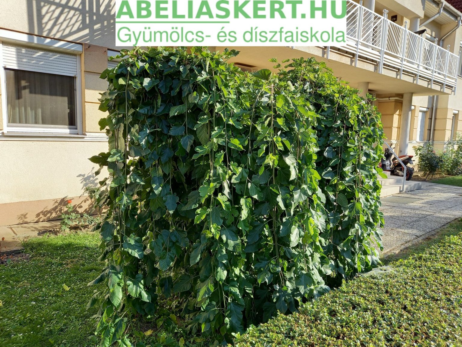 csüngő eperfa Abéliáskert gyümölcs és díszfaiskola - Kertészet Szeged