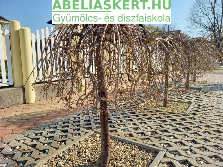 alacsony díszfa Archívum - Abéliáskert gyümölcs és díszfaiskola ...
