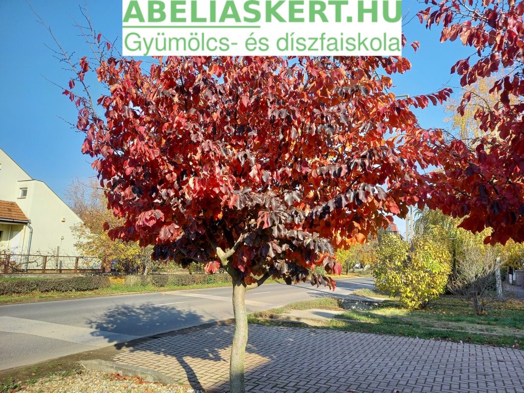 Akció - Abéliáskert gyümölcs és díszfaiskola - Kertészet Szeged