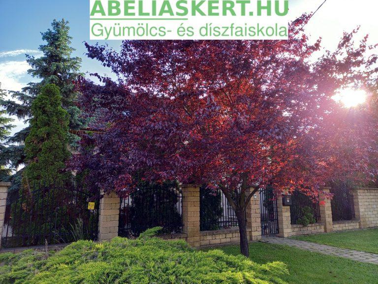 díszfa fajták Archívum - Abéliáskert gyümölcs és díszfaiskola ...