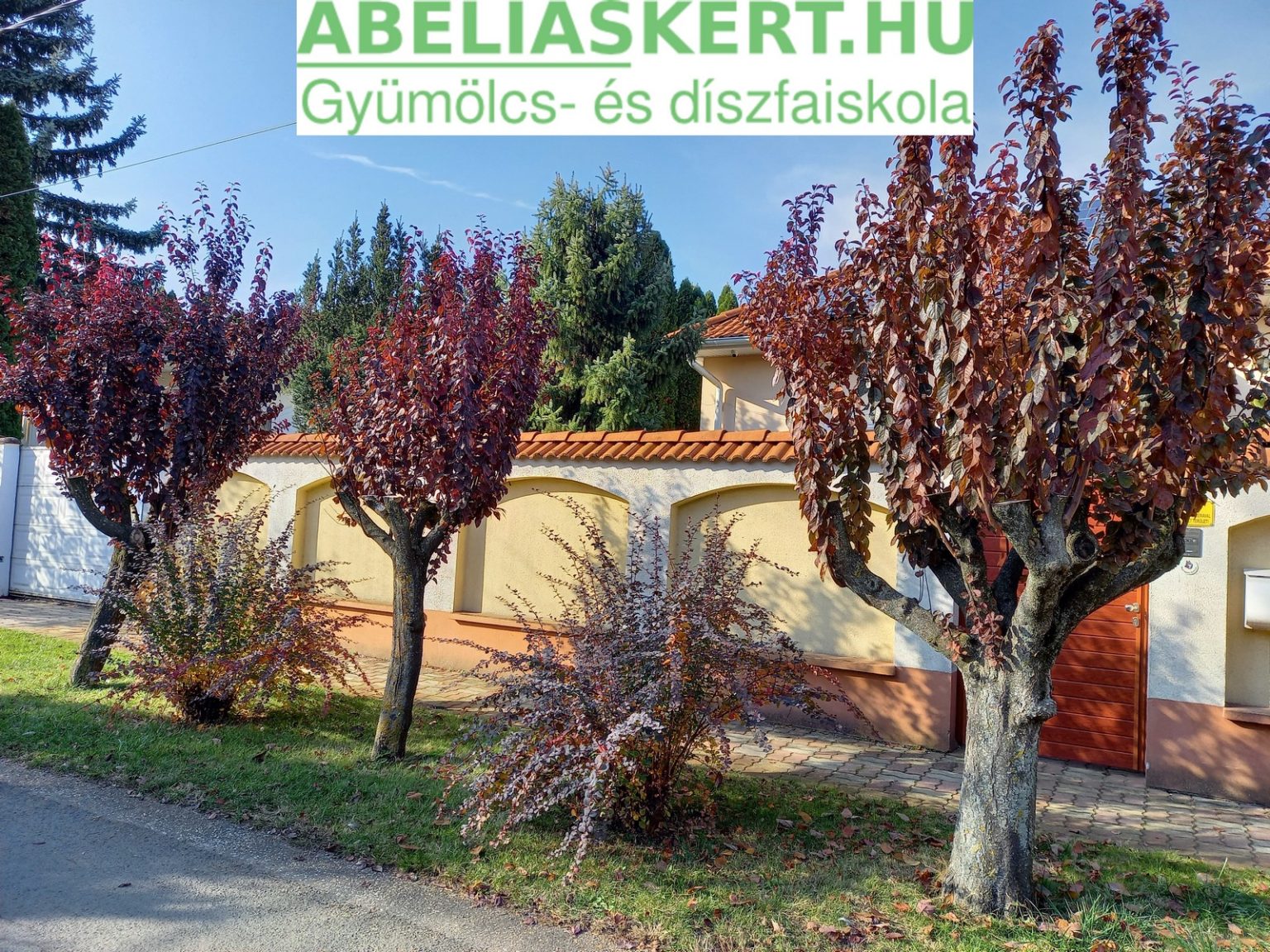 gömb díszfák Archívum - Abéliáskert gyümölcs és díszfaiskola ...