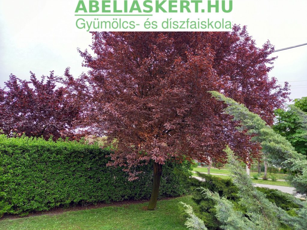 díszfa fajták Archívum - Abéliáskert gyümölcs és díszfaiskola ...