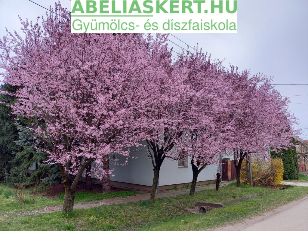 vérszilva Archívum - Abéliáskert gyümölcs és díszfaiskola - Kertészet ...