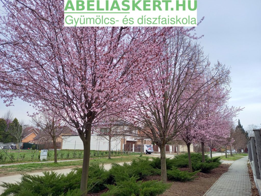 vérszilva Archívum - Abéliáskert gyümölcs és díszfaiskola - Kertészet ...