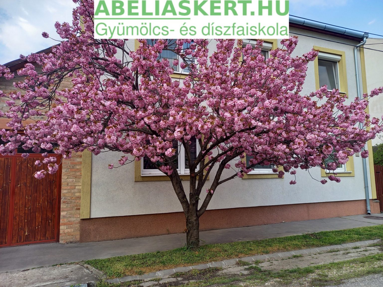 rózsaszín virágú díszfa Archívum - Abéliáskert gyümölcs és díszfaiskola ...
