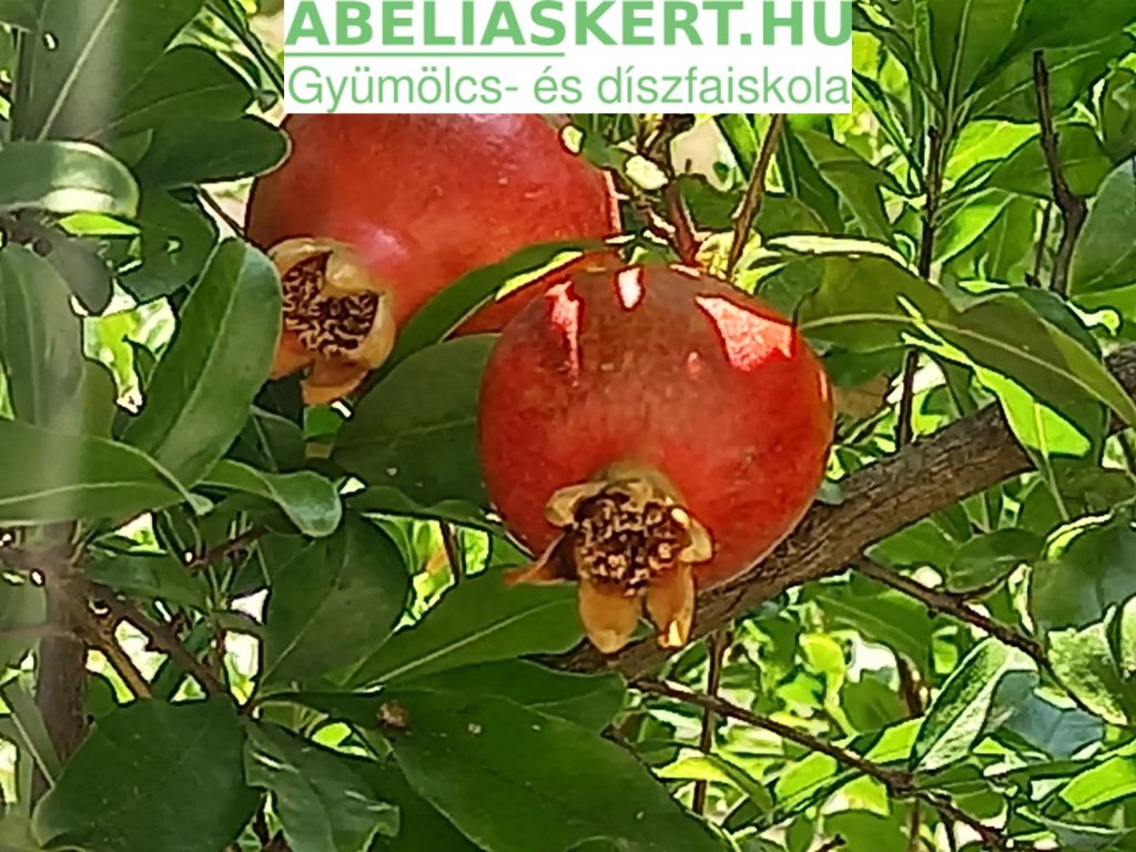 fagytűrő gránátalma Abéliáskert gyümölcs és díszfaiskola - Kertészet Szeged