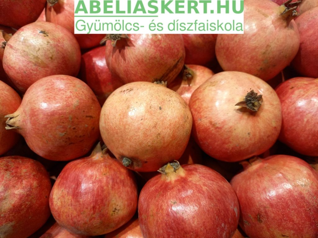 granatalma bokor Archívum - Abéliáskert gyümölcs és díszfaiskola ...