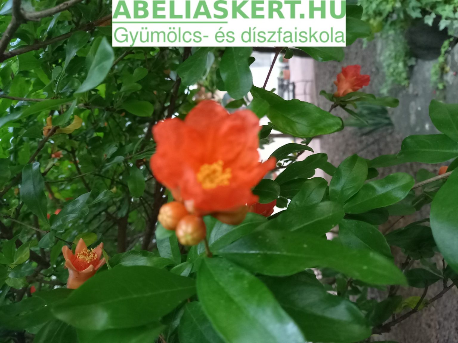 Gránátalma Archívum - Abéliáskert gyümölcs és díszfaiskola - Kertészet ...