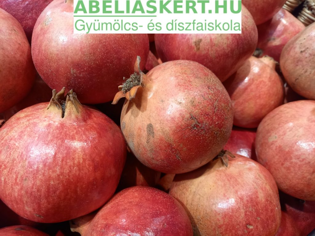 Gránátalma Archívum - Abéliáskert gyümölcs és díszfaiskola - Kertészet ...