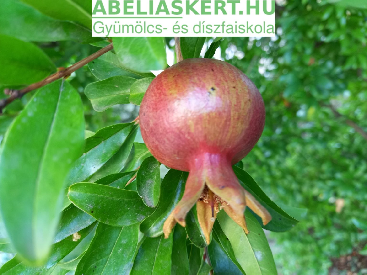 Gránátalma Archívum - Abéliáskert gyümölcs és díszfaiskola - Kertészet ...