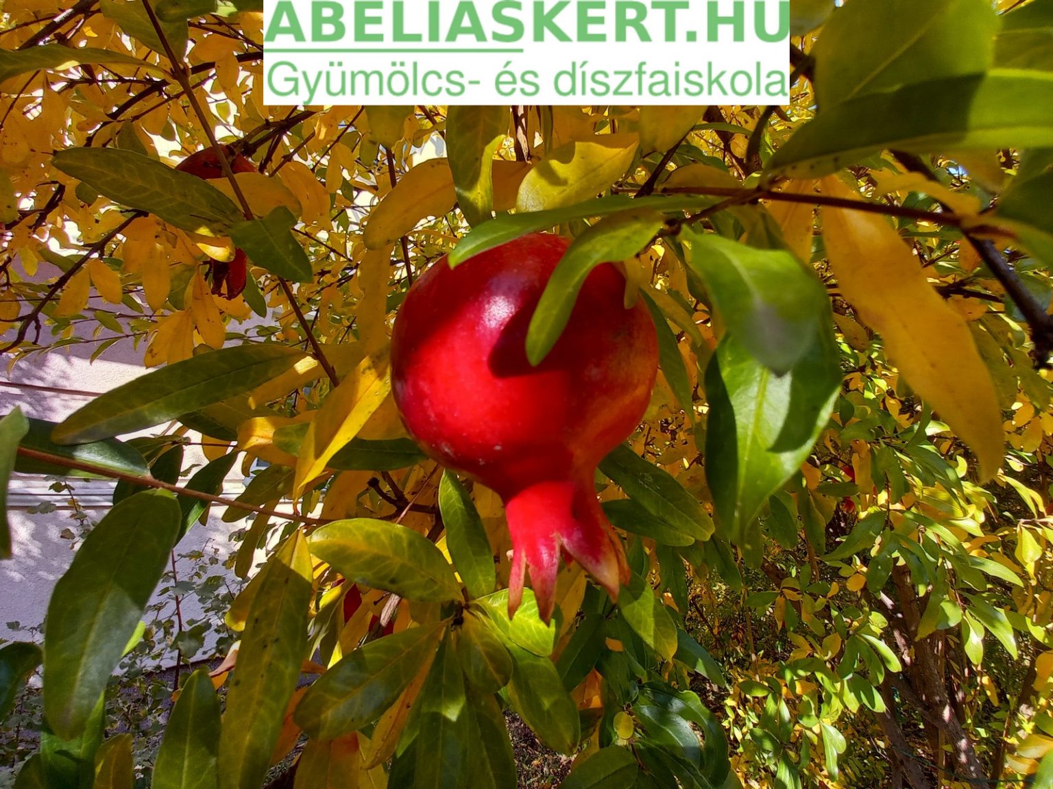 gránatalma ültetés Abéliáskert gyümölcs és díszfaiskola - Kertészet Szeged