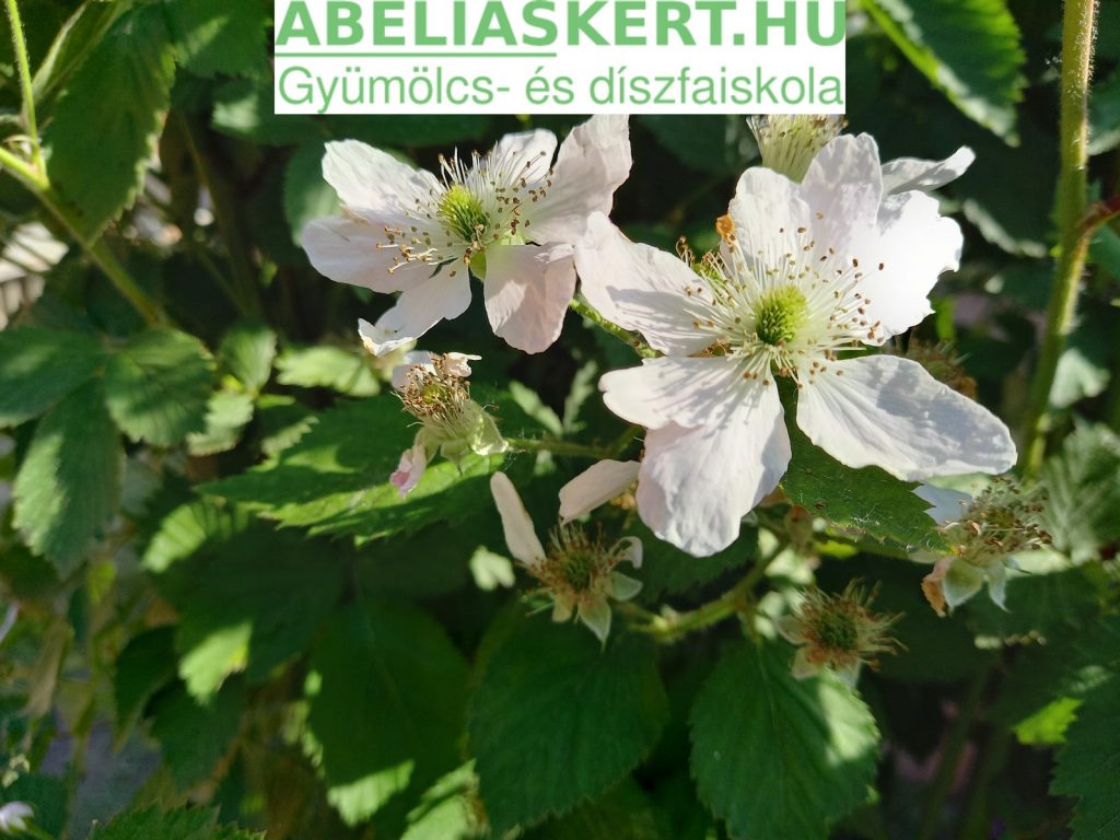 Kapaszkodó cserjék Archívum - Abéliáskert gyümölcs és díszfaiskola ...