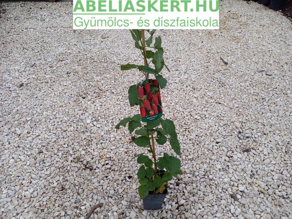 Málna, szeder, áfonya Archívum - Abéliáskert gyümölcs és díszfaiskola ...