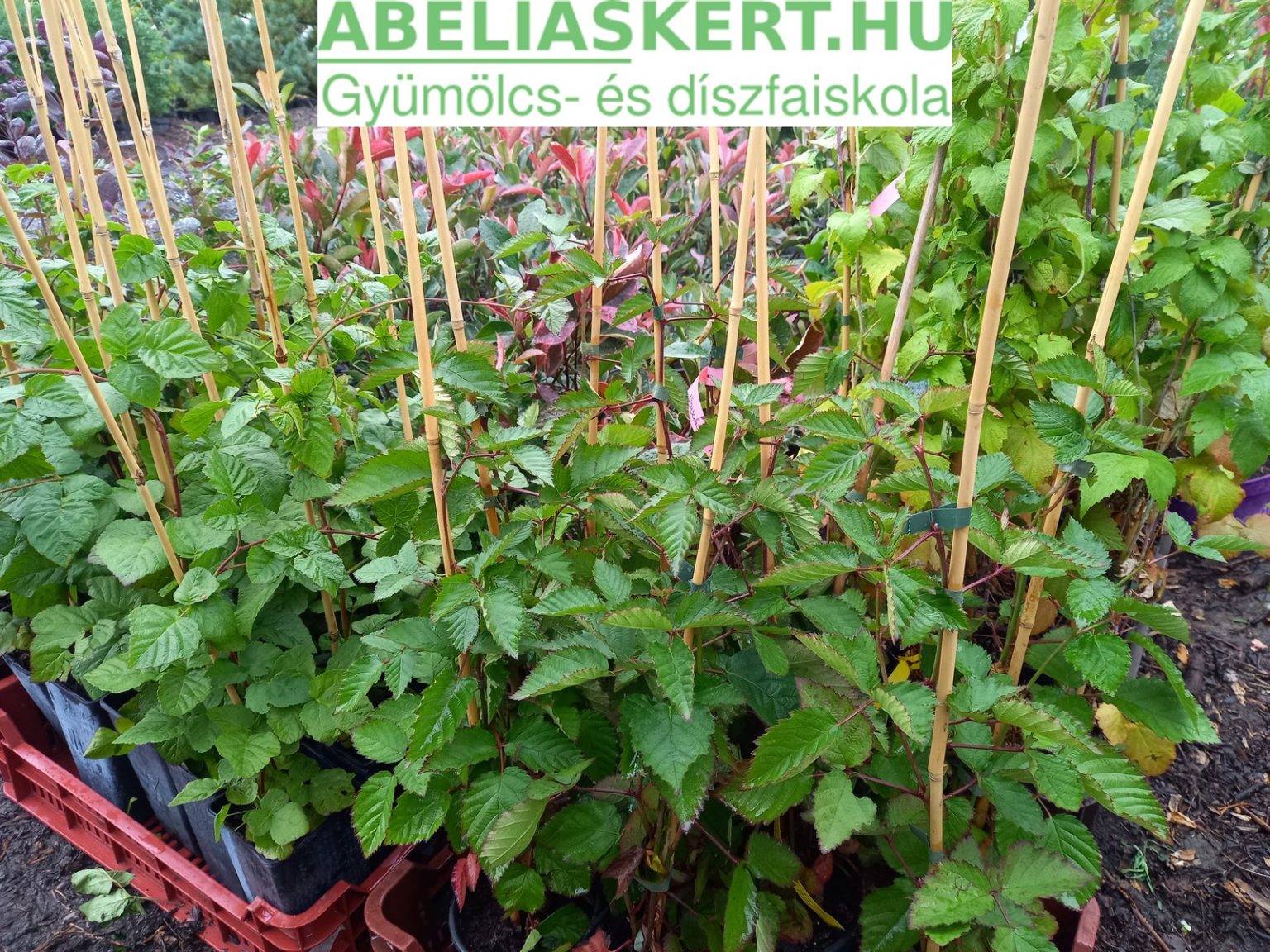 Málna, szeder, áfonya Archívum - Abéliáskert gyümölcs és díszfaiskola ...