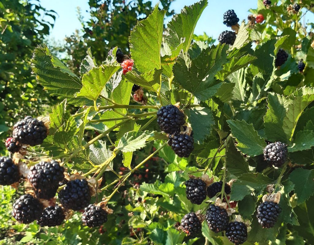 Málna, egres, szeder Archívum - Abéliáskert gyümölcs és díszfaiskola ...