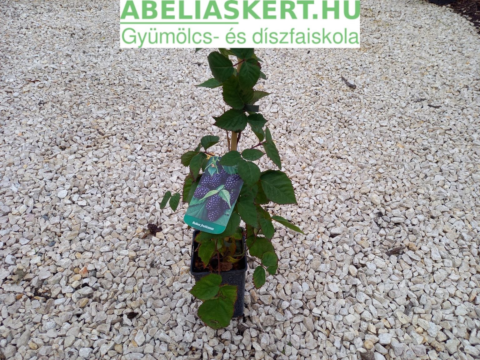 Ribizli, szeder, egres Archívum - Abéliáskert gyümölcs és díszfaiskola ...