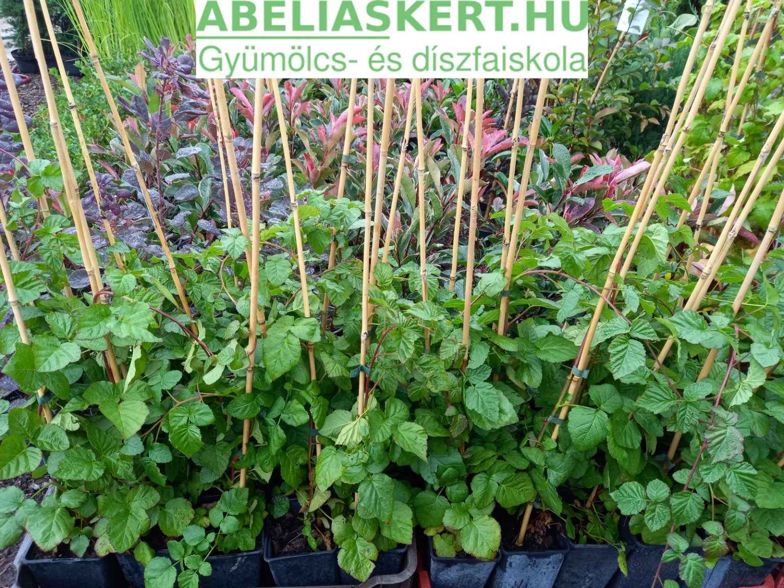 Ribizli, szeder, egres Archívum - Abéliáskert gyümölcs és díszfaiskola ...