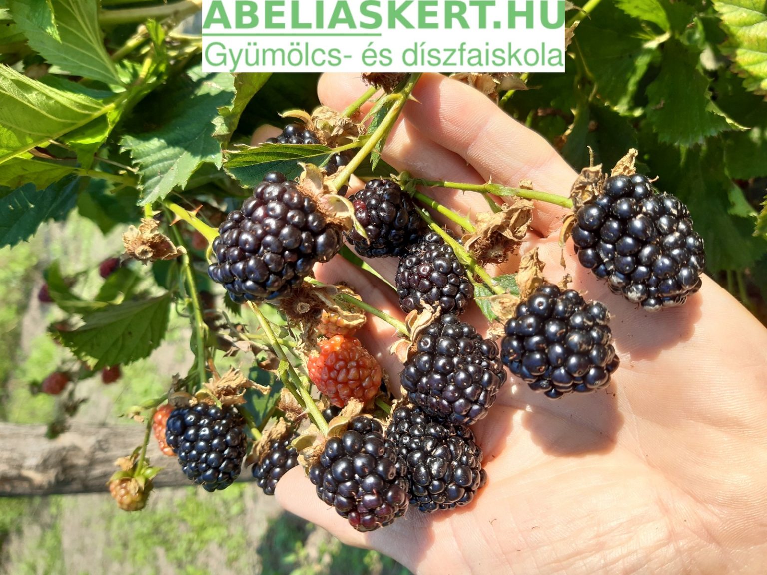 Ribizli, szeder, egres Archívum - Abéliáskert gyümölcs és díszfaiskola ...