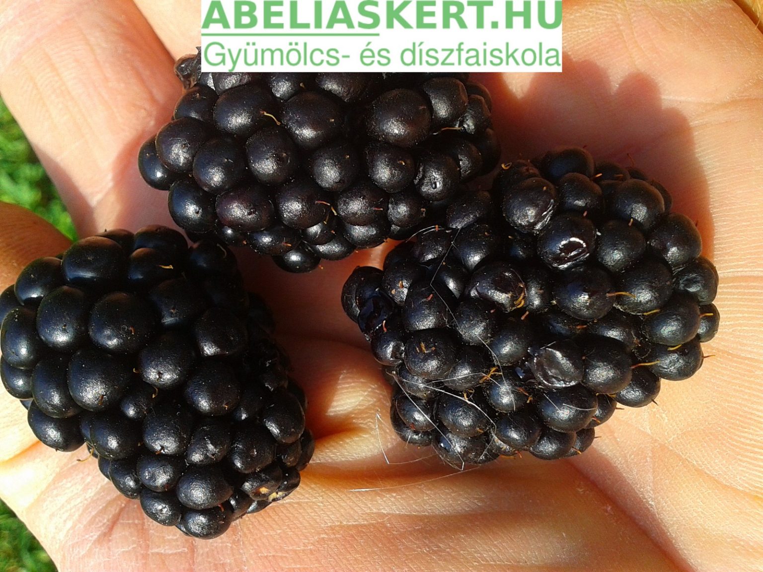 Ribizli, szeder, egres Archívum - Abéliáskert gyümölcs és díszfaiskola ...