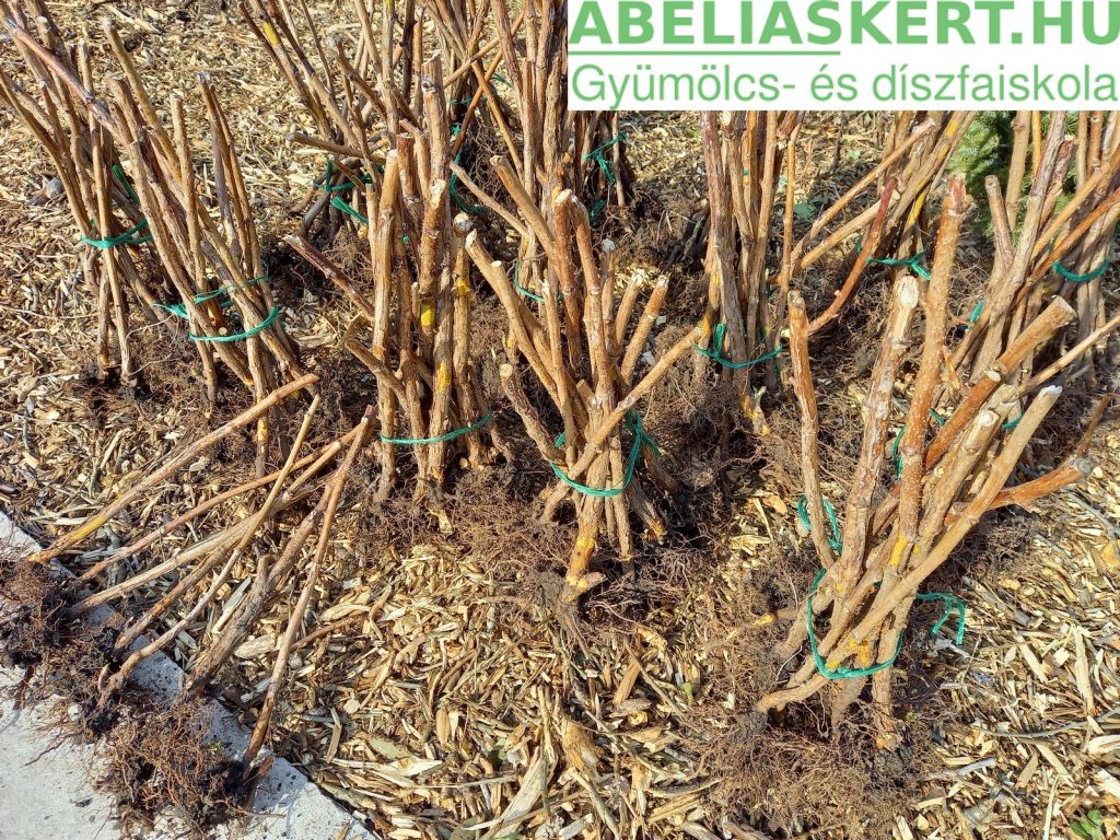 Akció - Abéliáskert gyümölcs és díszfaiskola - Kertészet Szeged