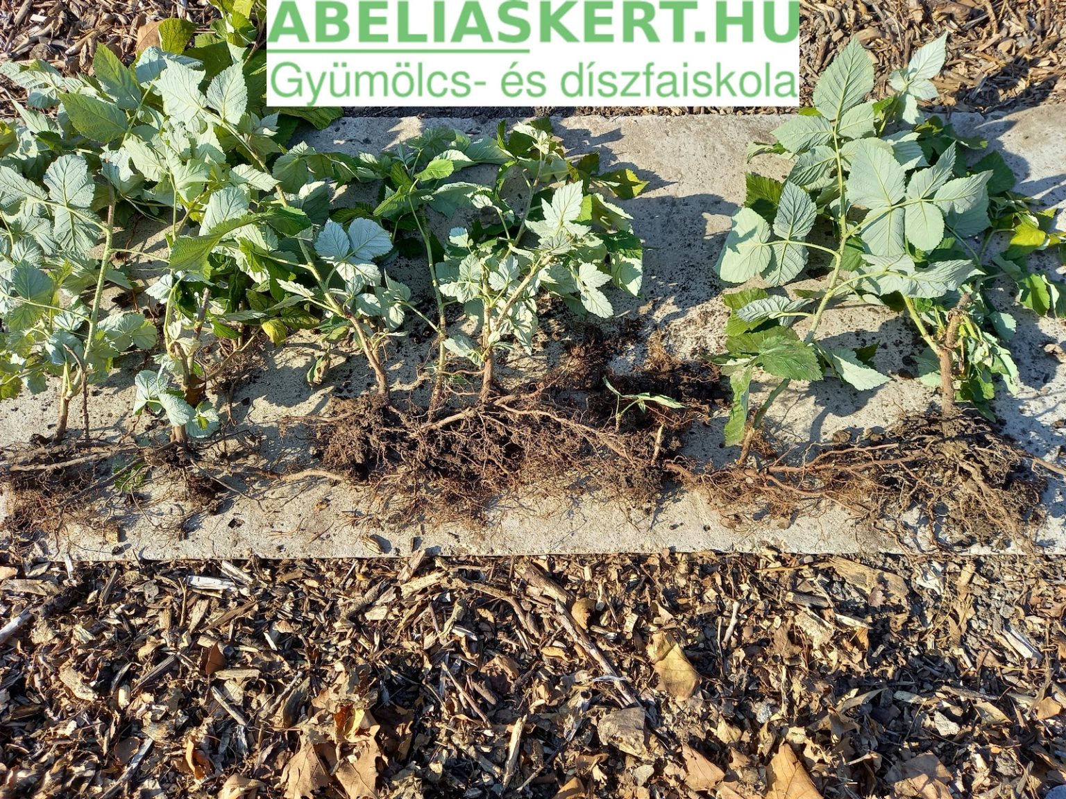 Akció - Abéliáskert gyümölcs és díszfaiskola - Kertészet Szeged