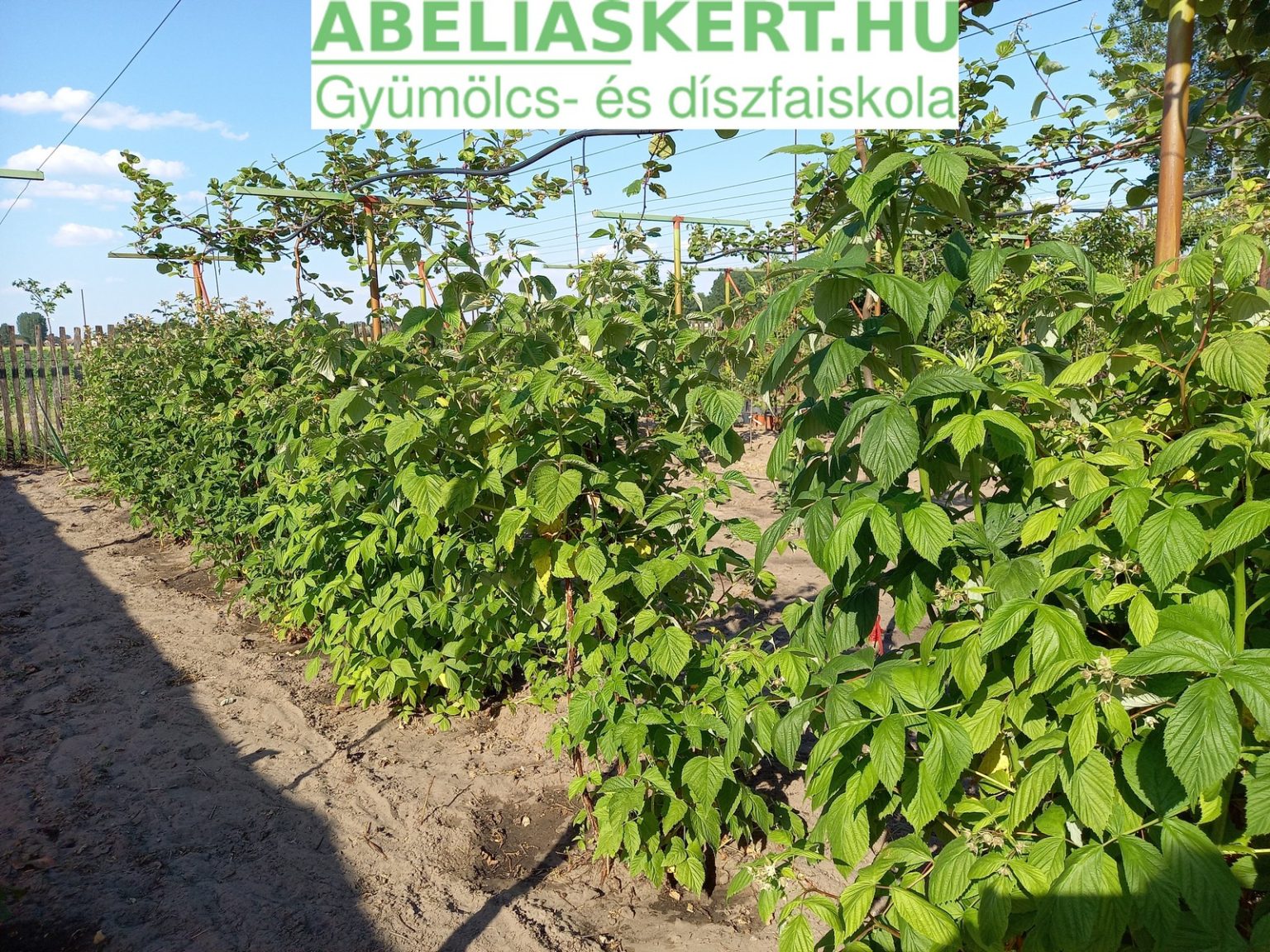 Akció - Abéliáskert gyümölcs és díszfaiskola - Kertészet Szeged