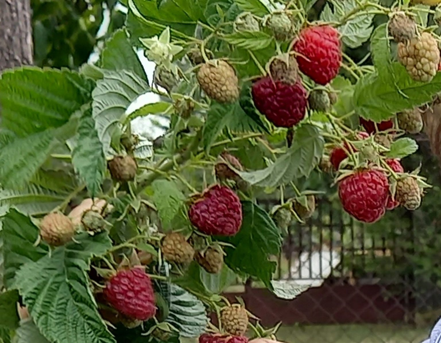 Málna, szeder, áfonya Archívum - Abéliáskert gyümölcs és díszfaiskola ...