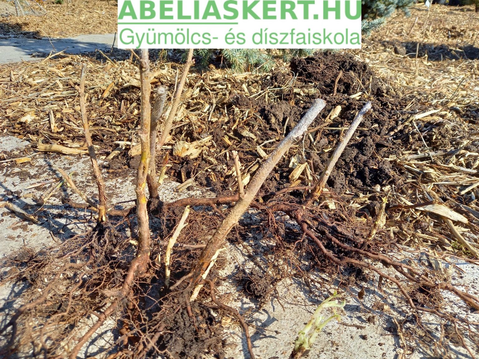 Akció - Abéliáskert gyümölcs és díszfaiskola - Kertészet Szeged