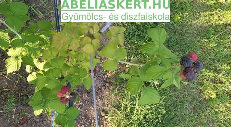 Málna, szeder, áfonya Archívum - Abéliáskert gyümölcs és díszfaiskola ...