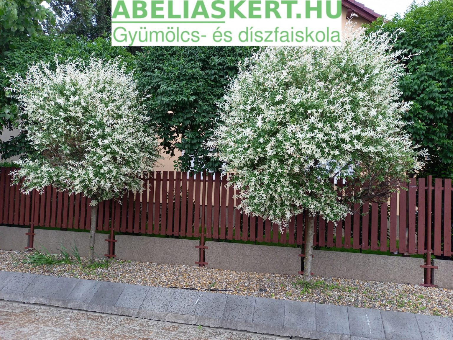 Akció - Abéliáskert gyümölcs és díszfaiskola - Kertészet Szeged