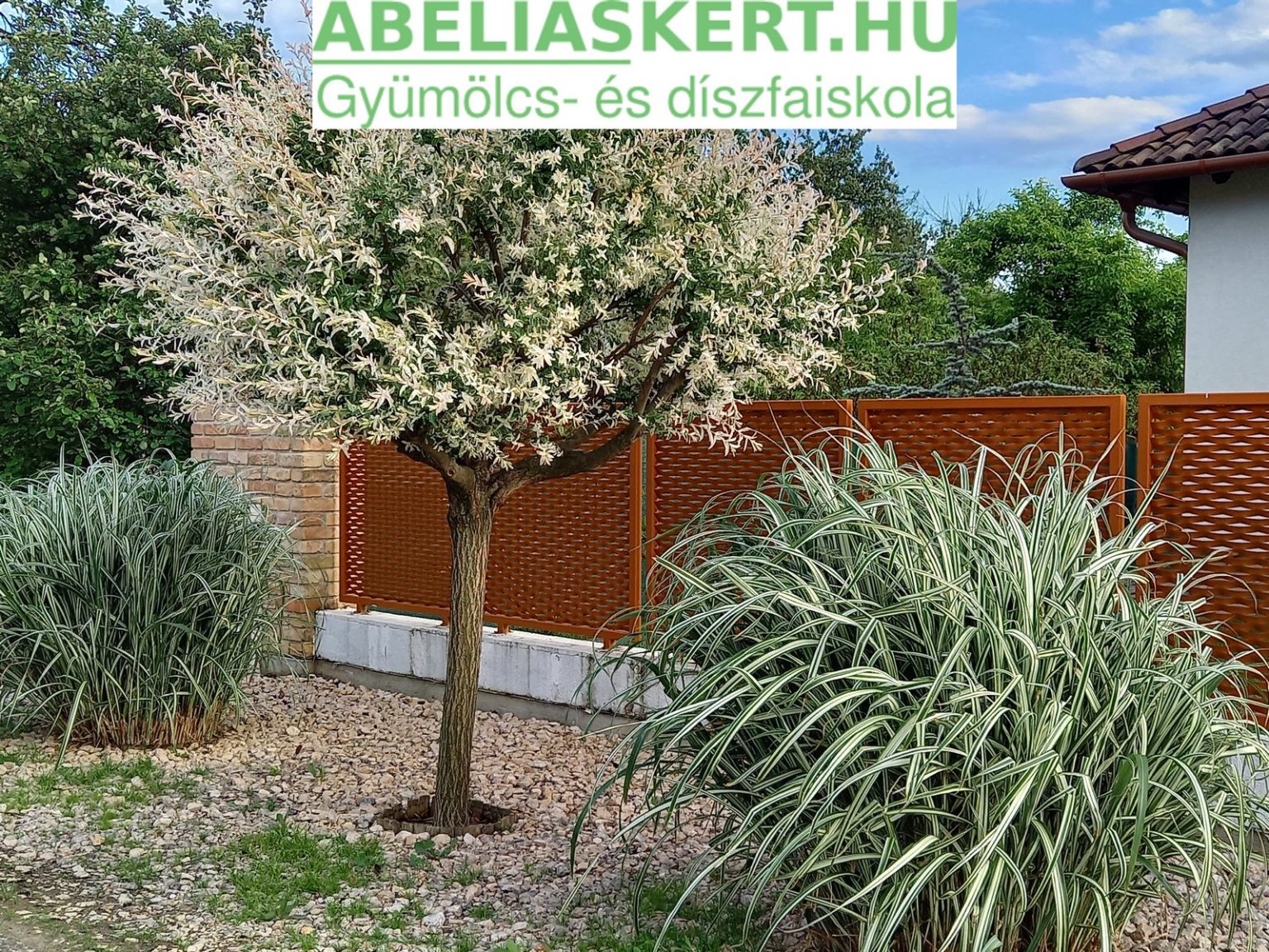 Akció - Abéliáskert gyümölcs és díszfaiskola - Kertészet Szeged