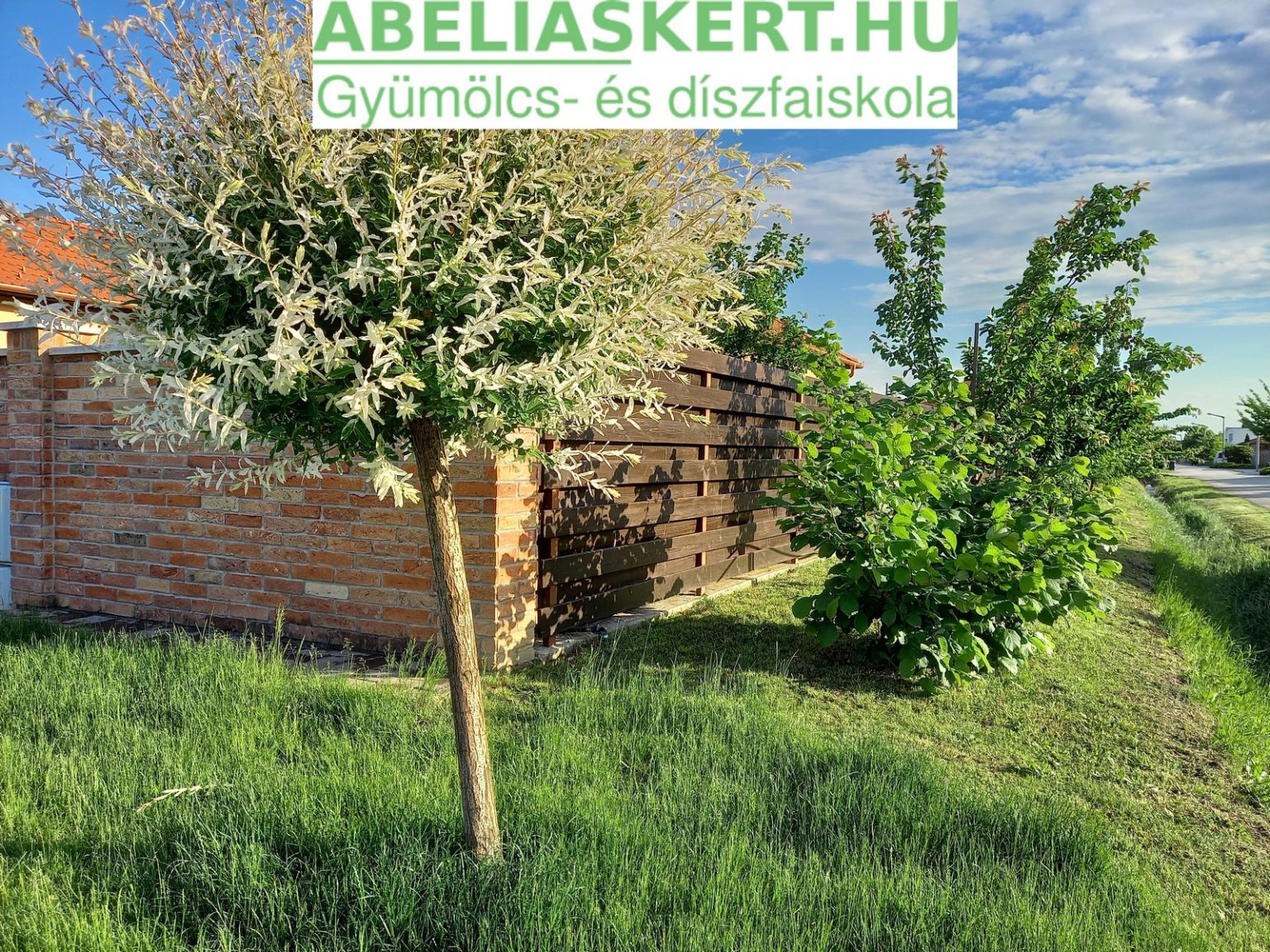 Akció - Abéliáskert gyümölcs és díszfaiskola - Kertészet Szeged